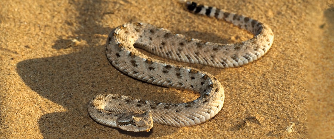 The Secrets of Sidewinders | Scholastic SuperSTEM Magazine